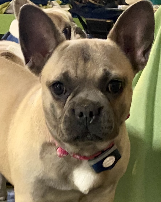 Welcome Cookie – BlueCairo Frenchies