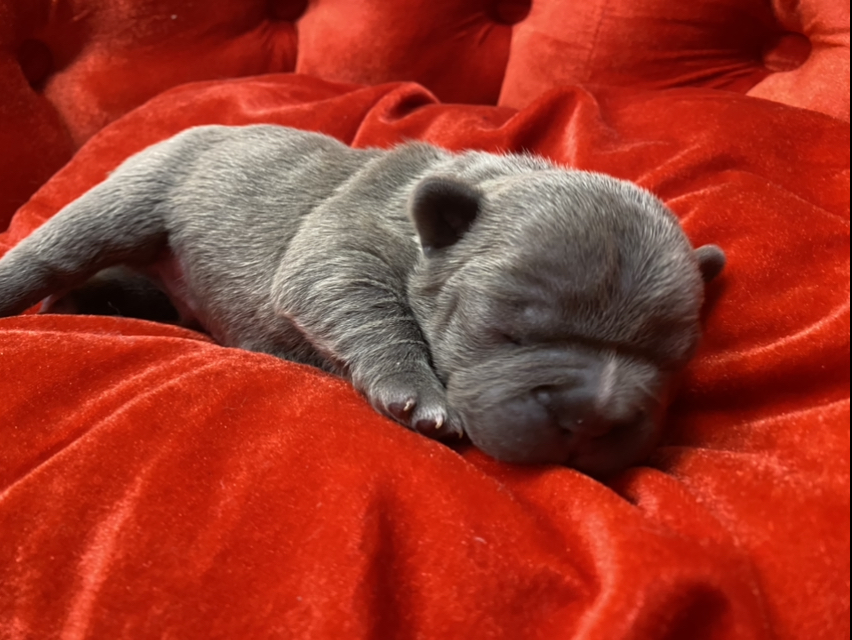 Winston (Boy) – BlueCairo Frenchies