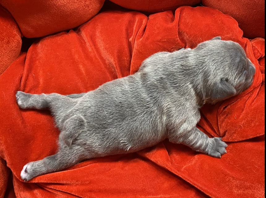 Winston (Boy) – BlueCairo Frenchies