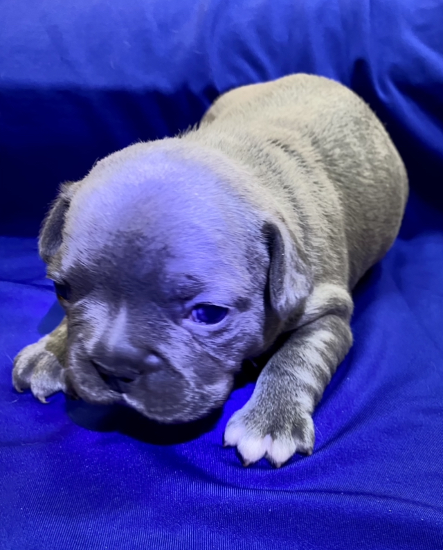 Winston (Boy) – BlueCairo Frenchies
