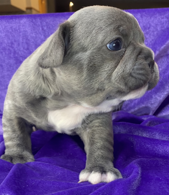 Winston (Boy) – BlueCairo Frenchies