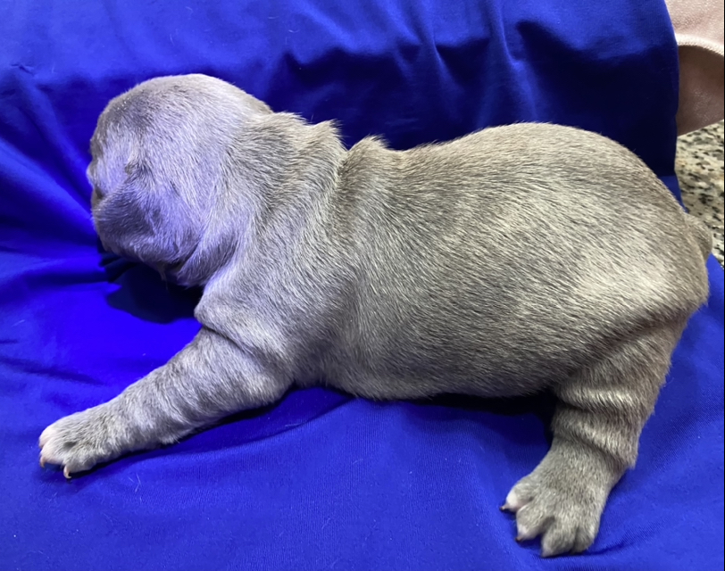 Winston (Boy) – BlueCairo Frenchies