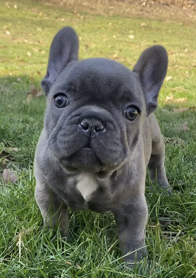 Louis (Boy) – BlueCairo Frenchies