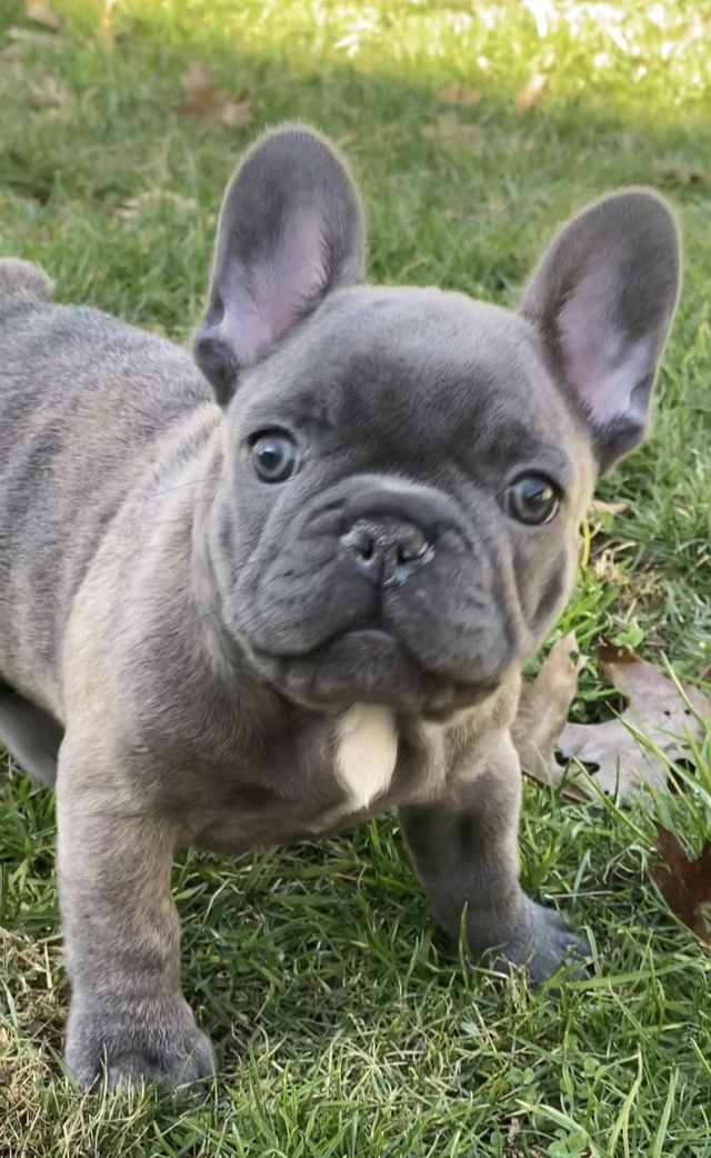 Louis (Boy) – BlueCairo Frenchies