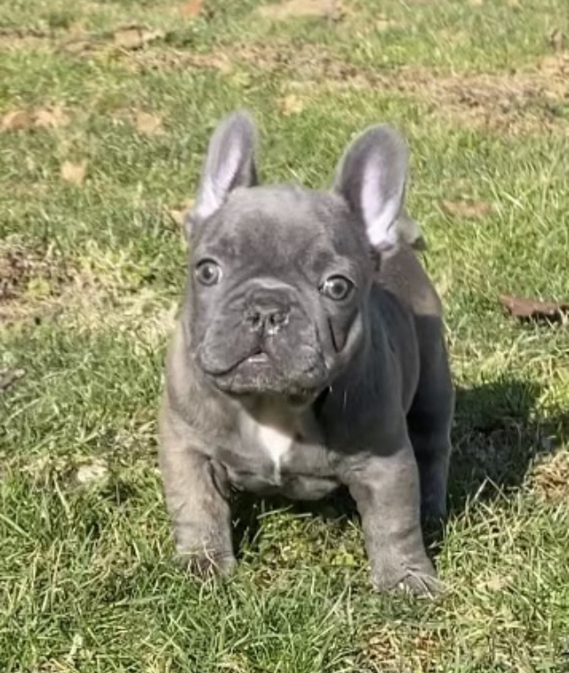 Louis (Boy) – BlueCairo Frenchies