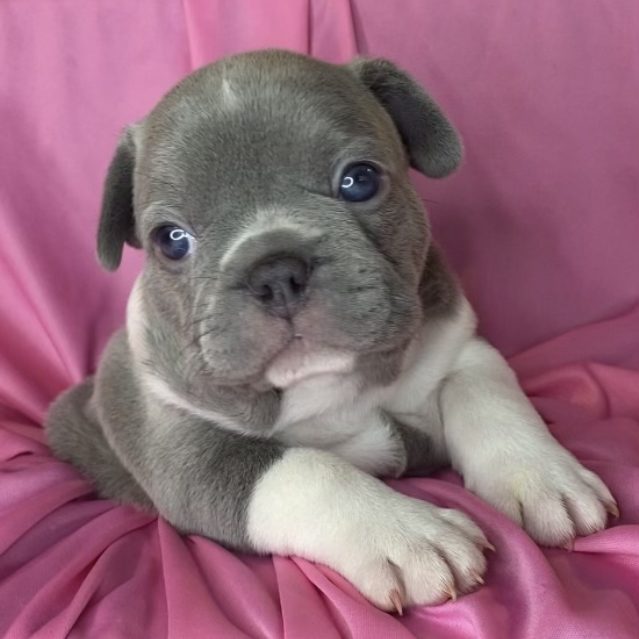 Ash (Boy) – BlueCairo Frenchies