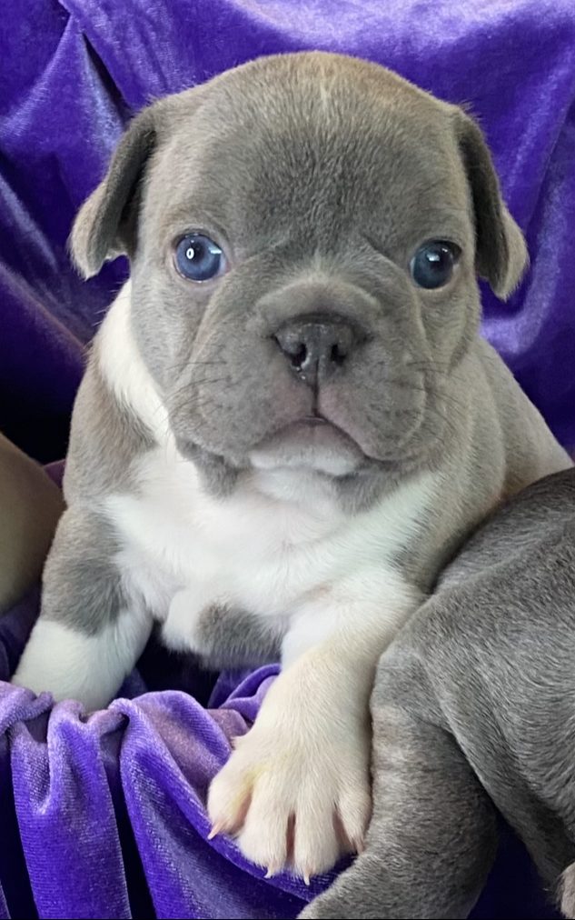 Ash (Boy) – BlueCairo Frenchies