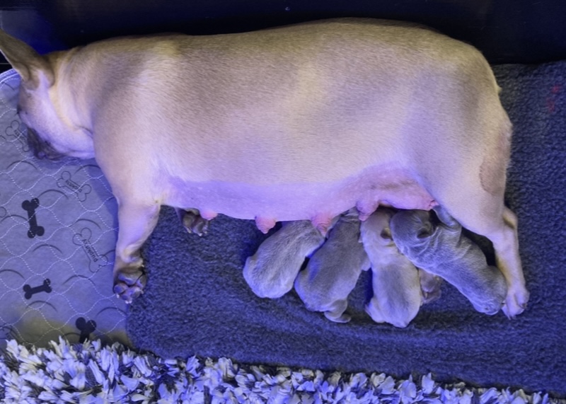 Beautiful Blue Frenchie Litter Born 1-17-2024 – BlueCairo Frenchies