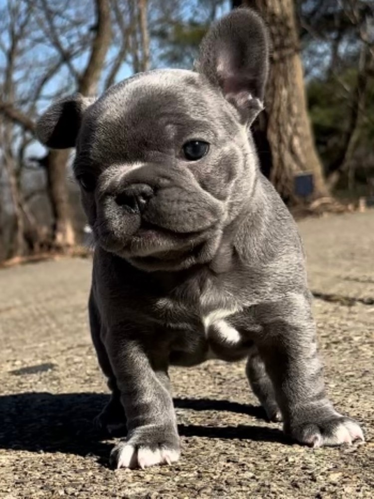 Bella (Girl) – BlueCairo Frenchies