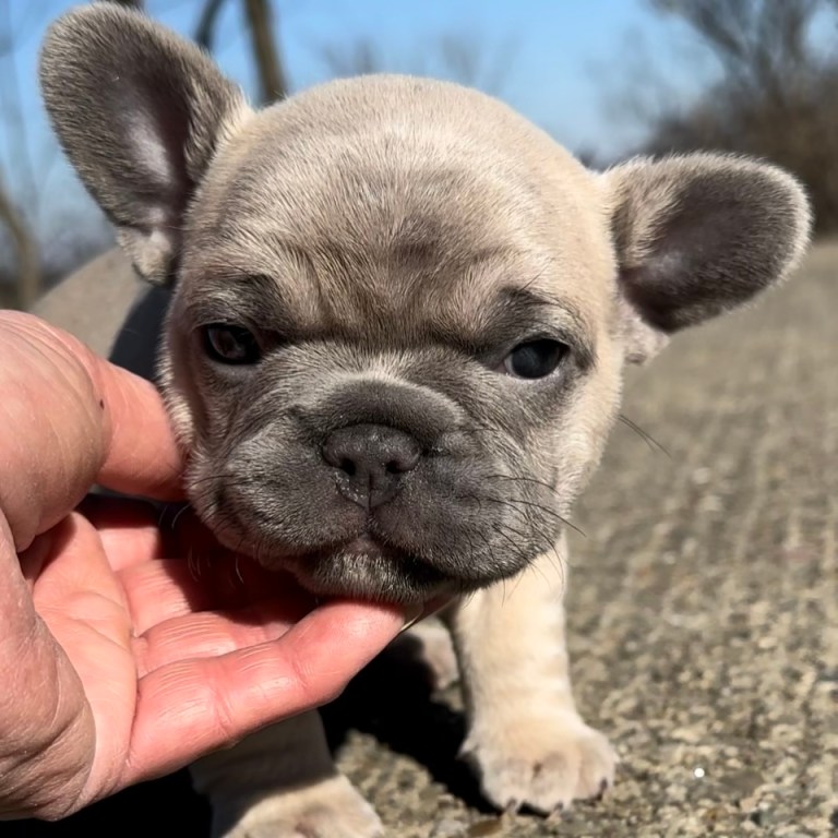 Hamilton (Boy) – BlueCairo Frenchies