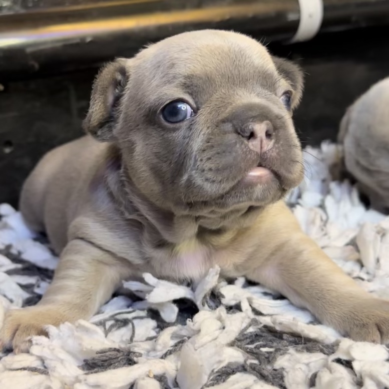 Henry (Boy) – BlueCairo Frenchies