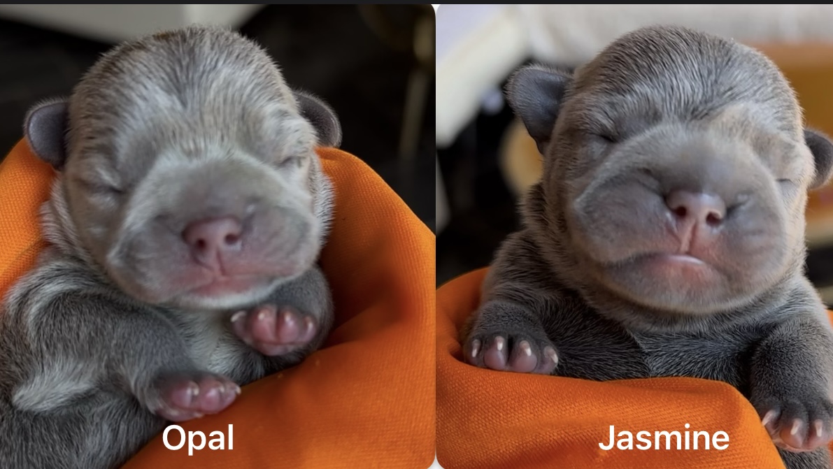 Beautiful Blue Frenchie Litter Born 7-27-2024 – BlueCairo Frenchies