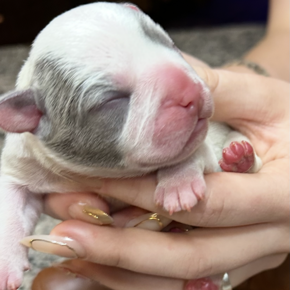BlueCairo Frenchie Puppies Born 3-12-2025 – BlueCairo Frenchies
