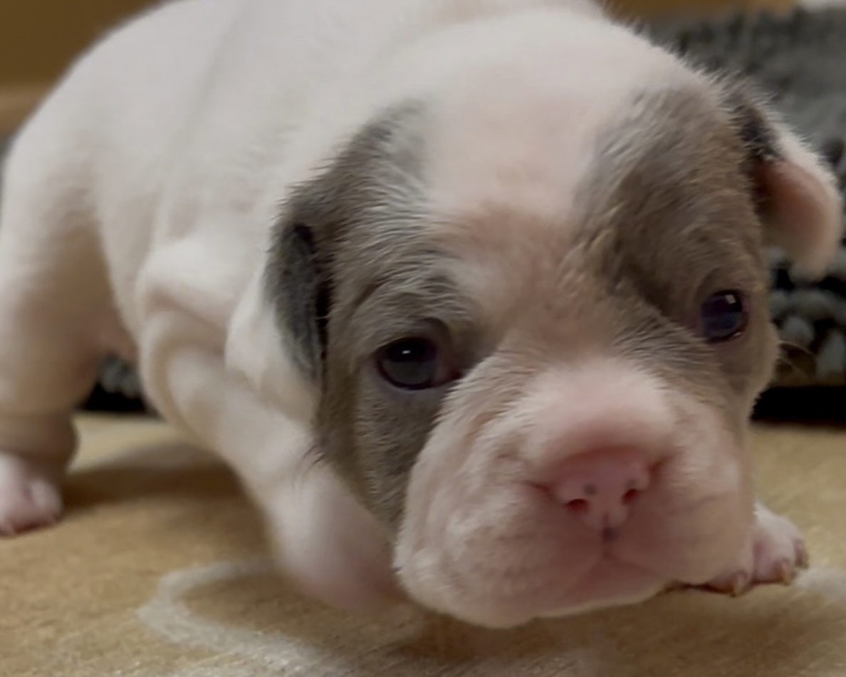 Astrid (Girl) – BlueCairo Frenchies