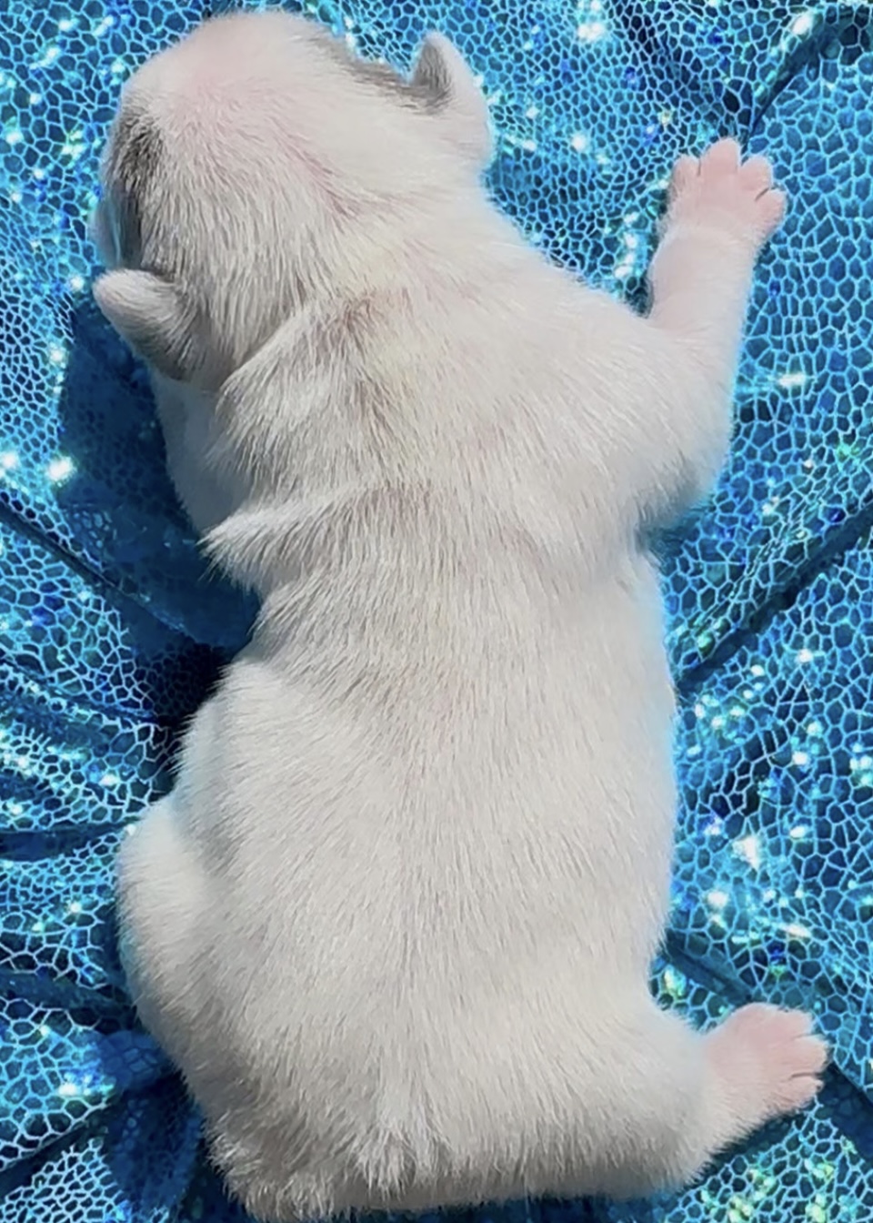 Astrid (Girl) – BlueCairo Frenchies