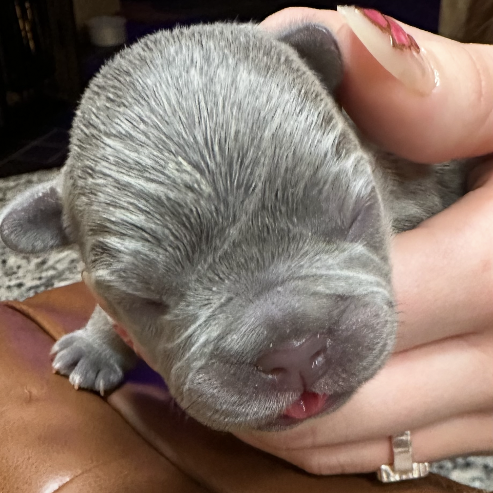 BlueCairo Frenchie Puppies Born 3-12-2025 – BlueCairo Frenchies