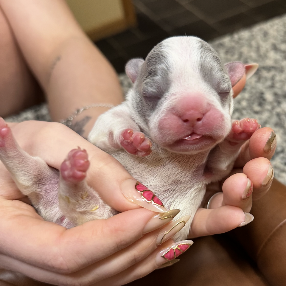 BlueCairo Frenchie Puppies Born 3-12-2025 – BlueCairo Frenchies