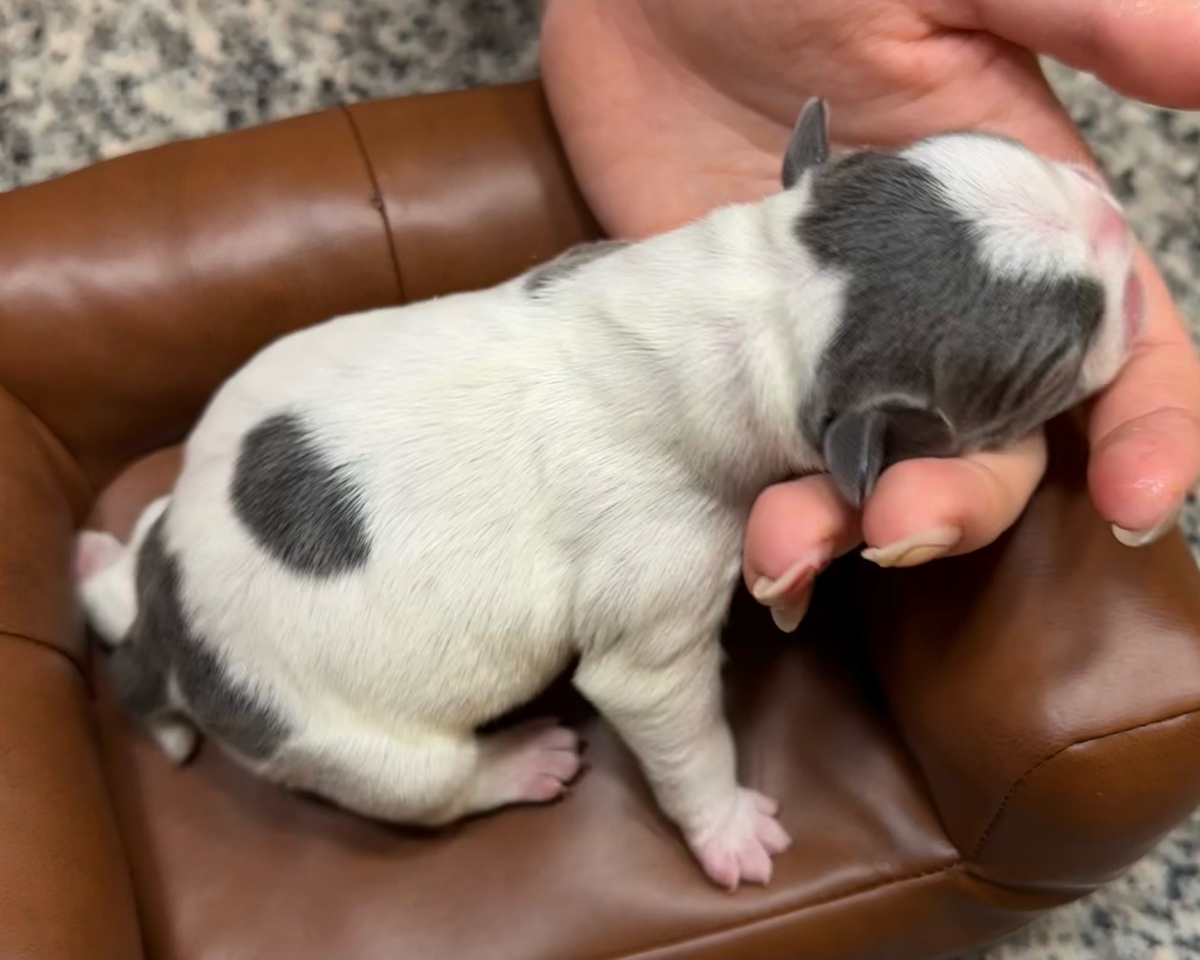 BlueCairo Frenchie Puppies Born 3-12-2025 – BlueCairo Frenchies